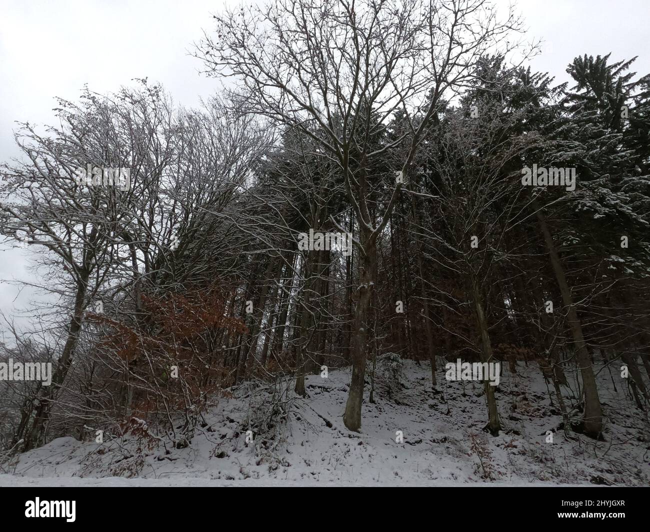Beautiful view of trees and bushes covered in snow under the cloudy sky ...