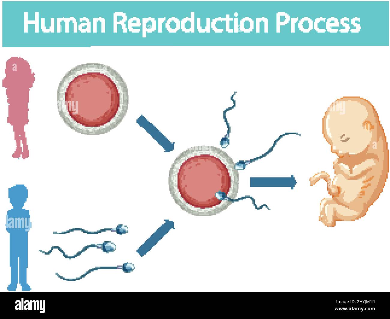 Human Reproduction Process Infographic Illustration Stock Vector Image And Art Alamy