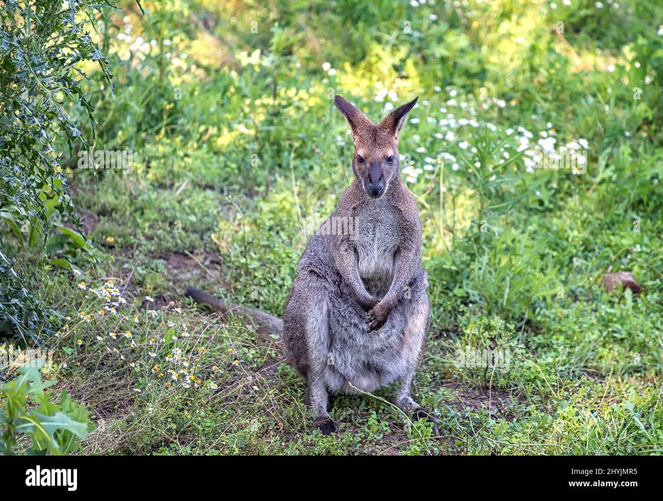 Portrait of small kangaroo in the meadow Stock Photo - Alamy
