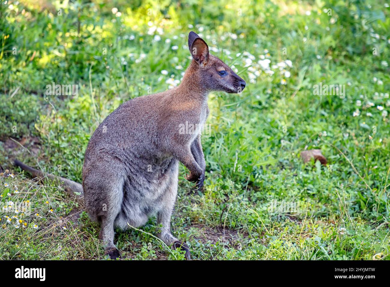 Portrait of small kangaroo in the meadow Stock Photo - Alamy