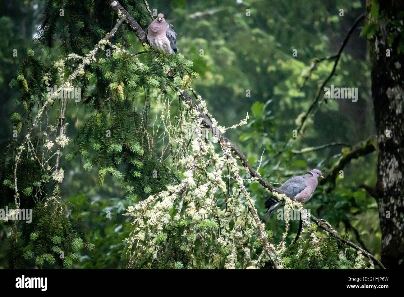 View of beautiful doves on a tree branch in a garden Stock Photo - Alamy