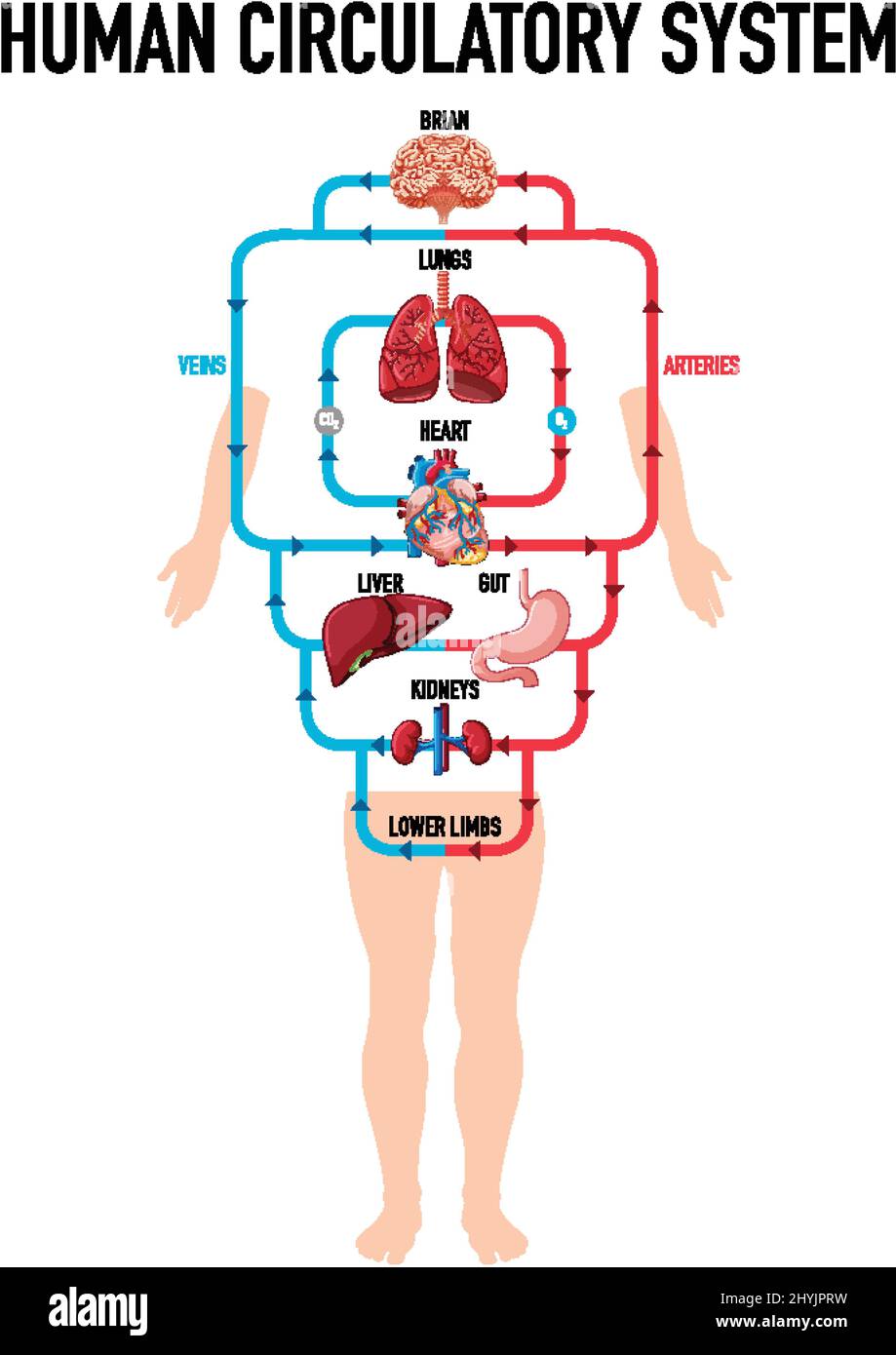 Diagram showing human circulatory system illustration Stock Vector ...