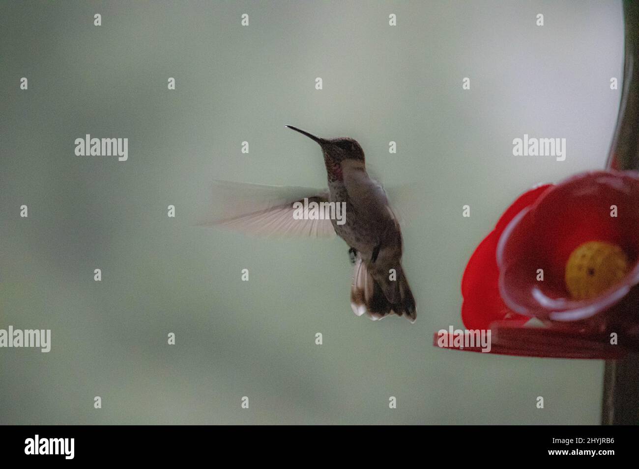Closeup of a flying hummingbird on a blurred background Stock Photo - Alamy