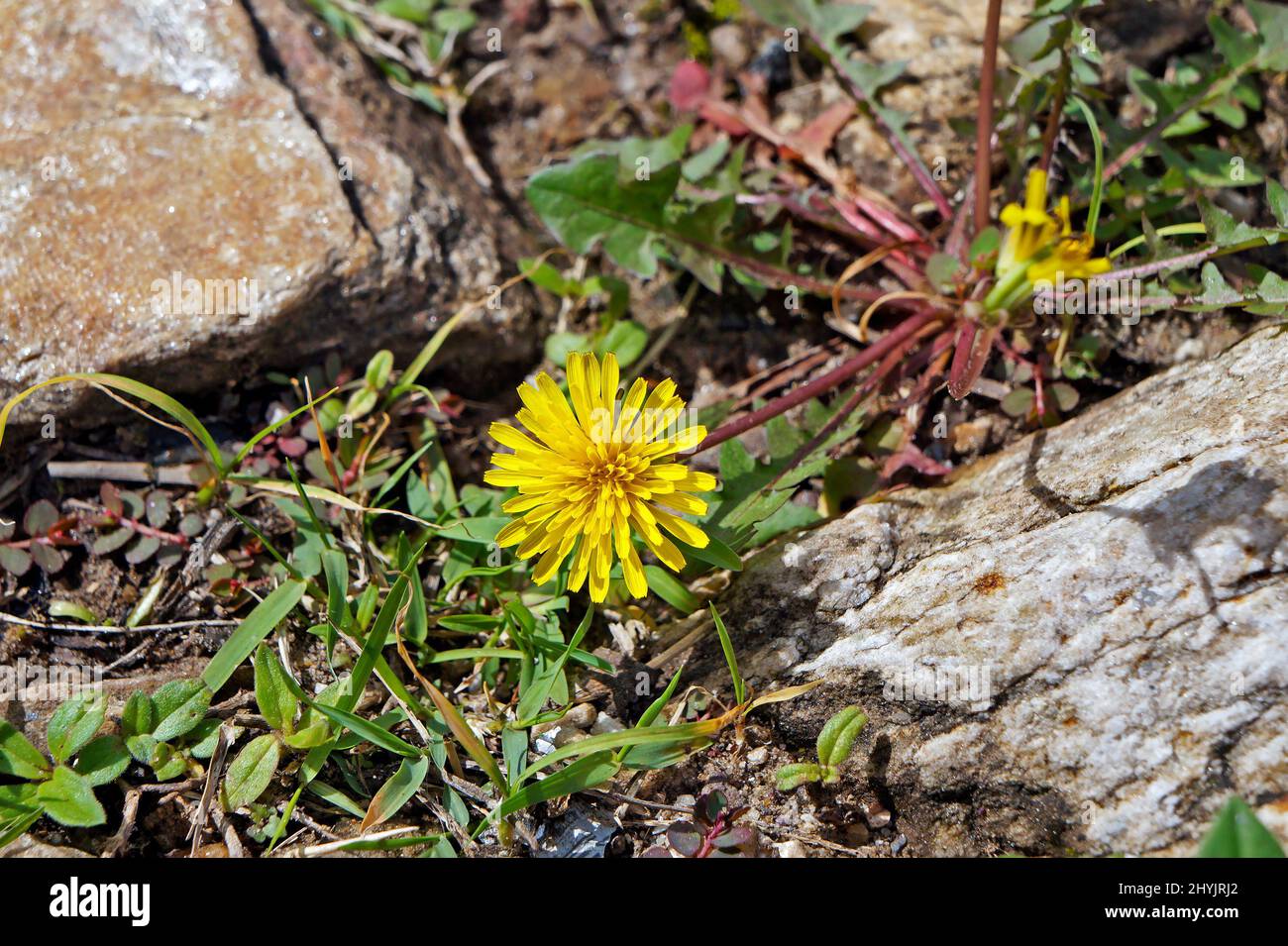 Dandelion flower (Taraxacum officinale), Ouro Preto, Brazil Stock Photo ...