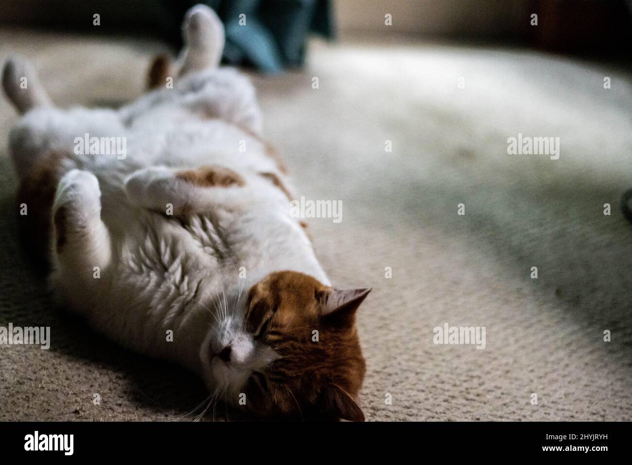 Close-up shot of a white ang ginger cat laying on a carpet Stock Photo ...