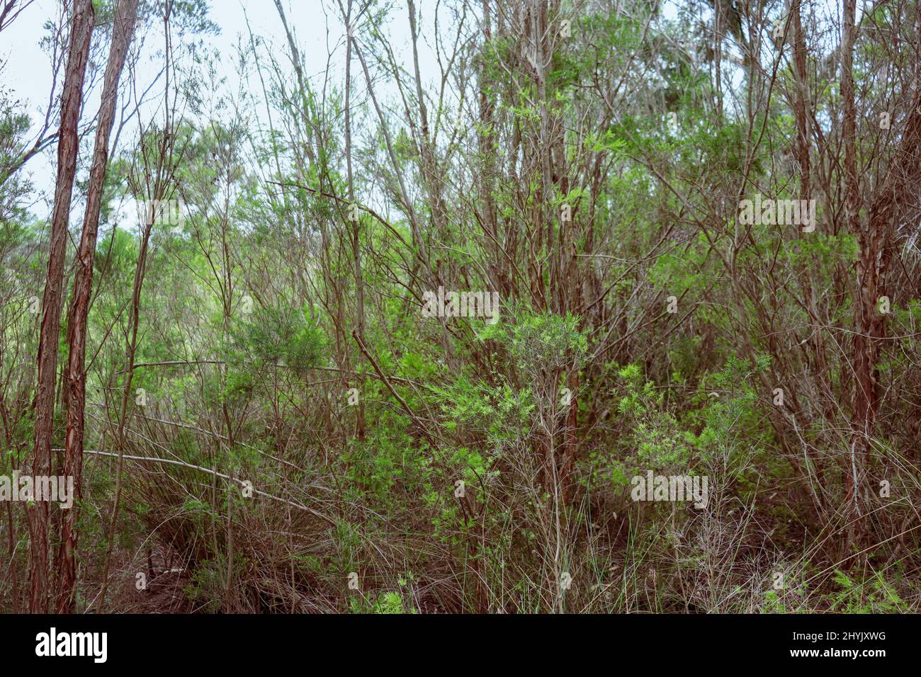 Closeup of the green bushes. The full frame of thick Australian ...