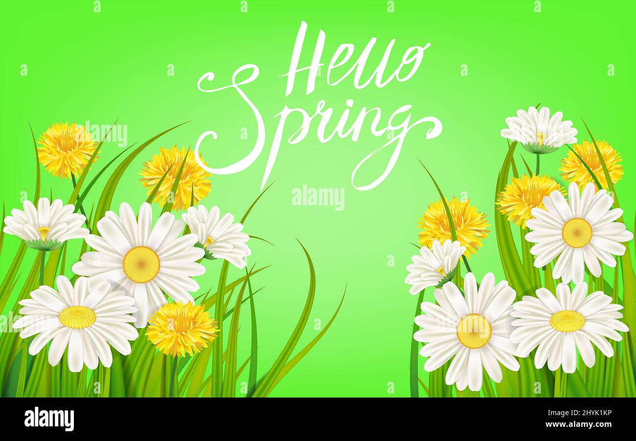 Hello Spring banner. Hand drawn lettering. Background with chamomile ...