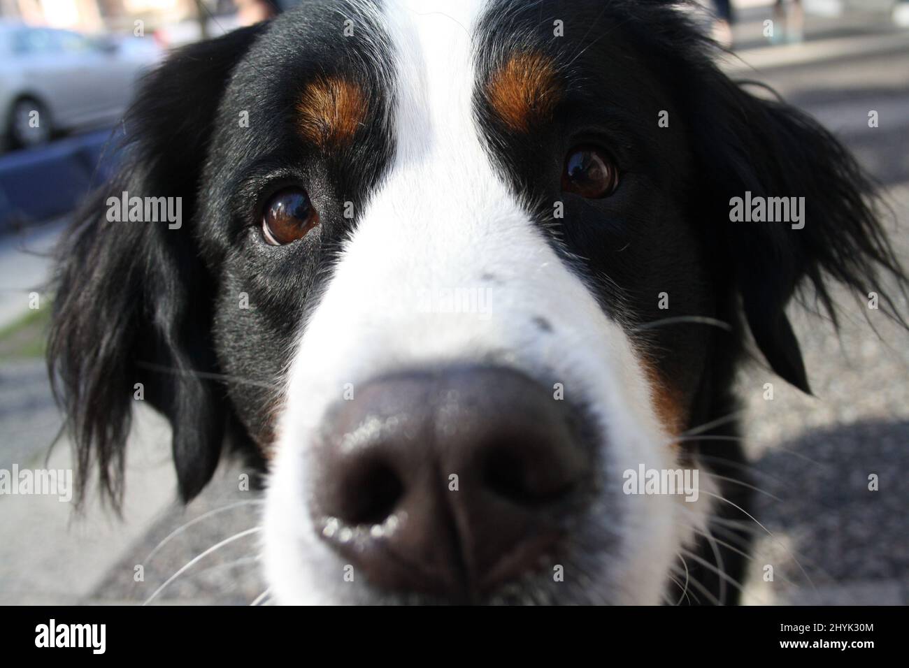 Close-up shot of a cute Border Collie's face on the street Stock Photo ...