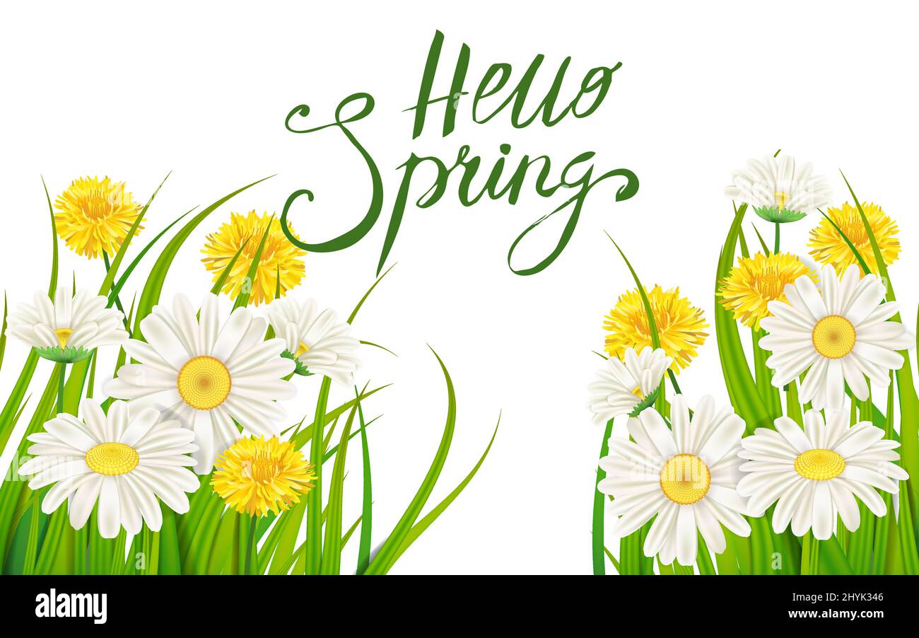 Hello Spring banner. Hand drawn lettering. Background with chamomile ...