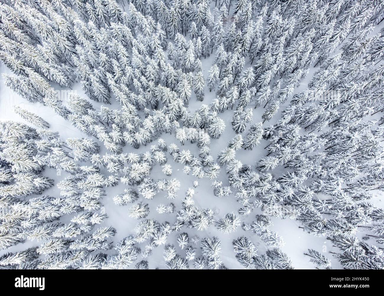 Aerial view of a beautiful winter landscape with pine trees covered in ...