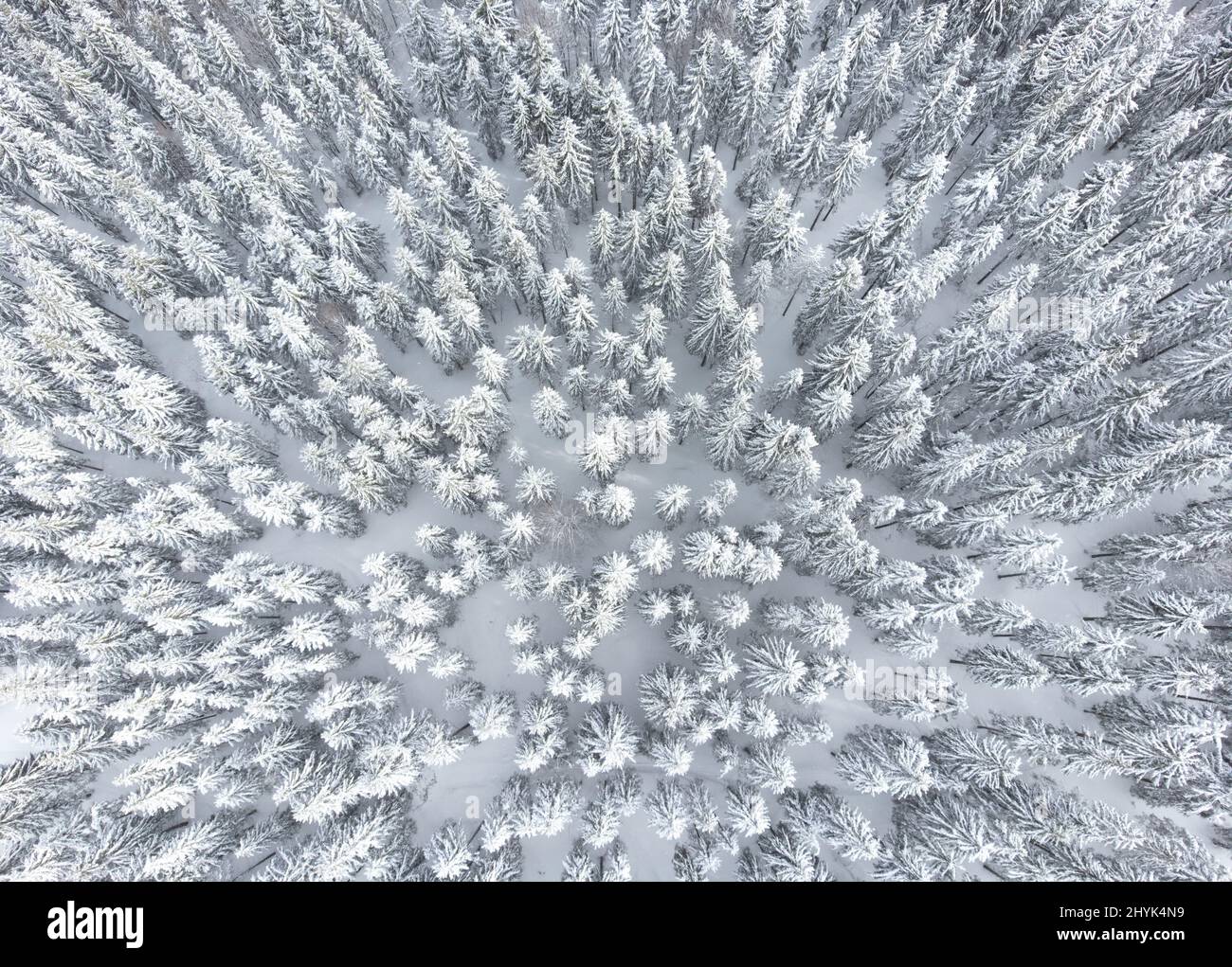 Top view of a pine forest in winter Stock Photo - Alamy