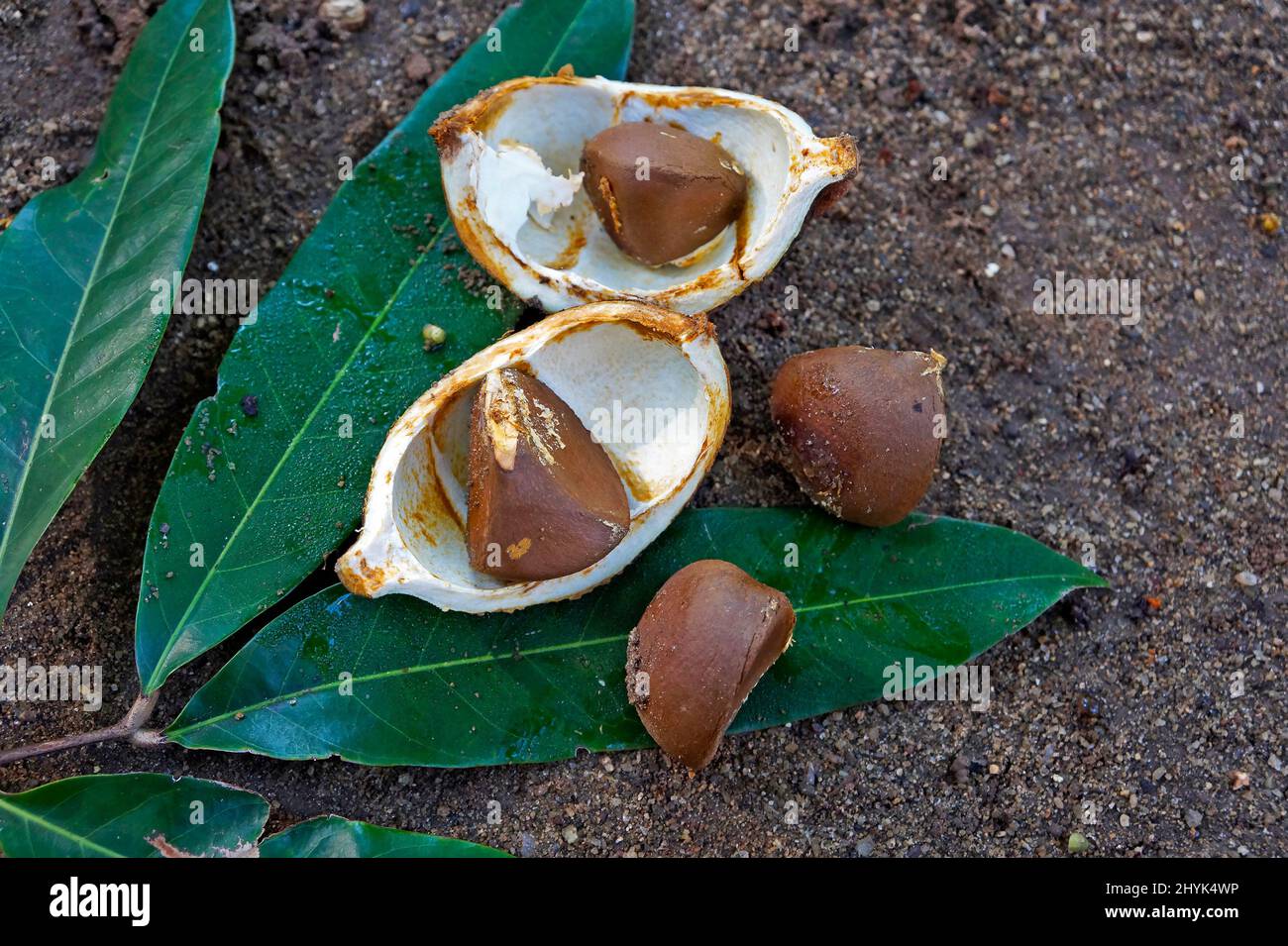 Crabwood tree seed or Andiroba seed (Carapa guianensis) on soil Stock ...