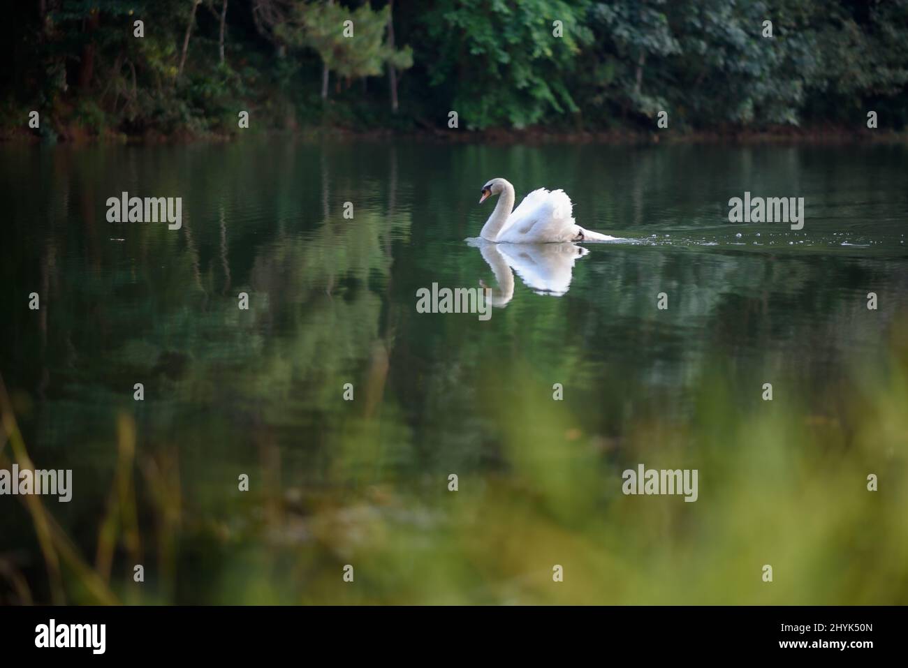 The scenery of the swan swimming at the Pang Oung lake, Mae Hong Son ...