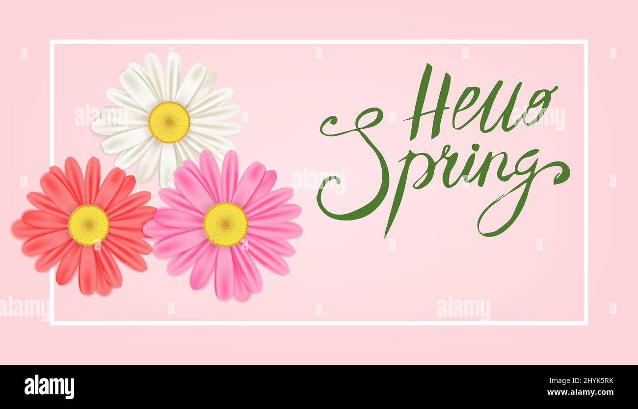 Hello Spring banner. Hand drawn lettering. Background with chamomile ...