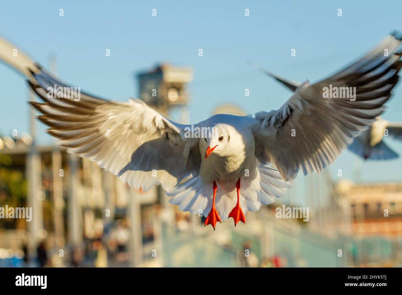 Gull in flight (Chroicocephalus ridibundus Stock Photo - Alamy