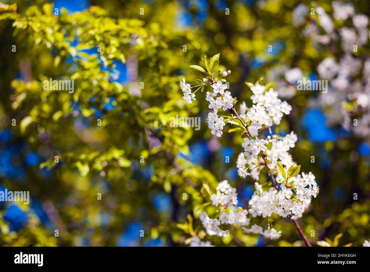 Bunches of white cherry blossom. Ukraine, Europe. Beauty world Stock ...