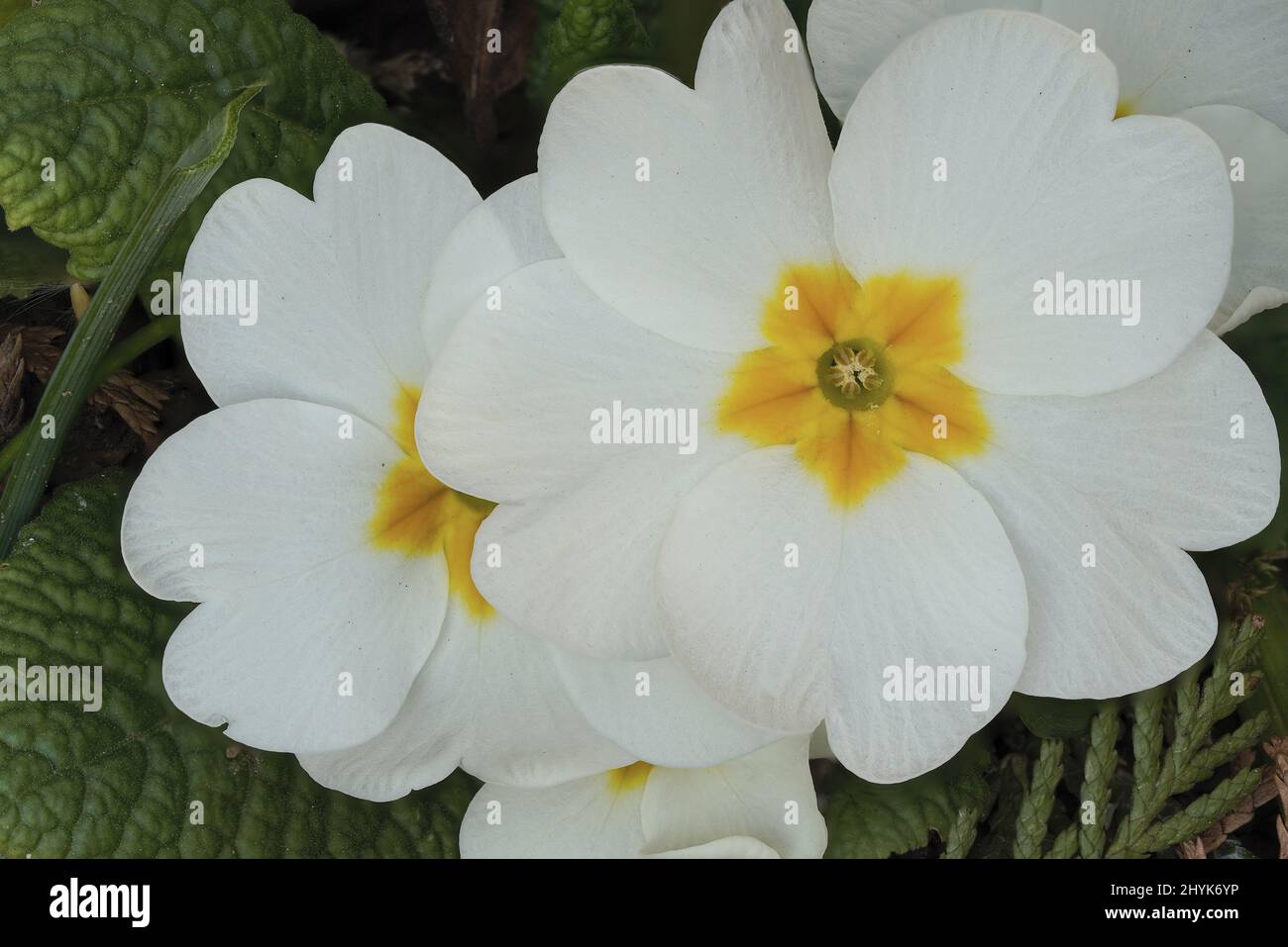 Stemless primrose hi-res stock photography and images - Alamy