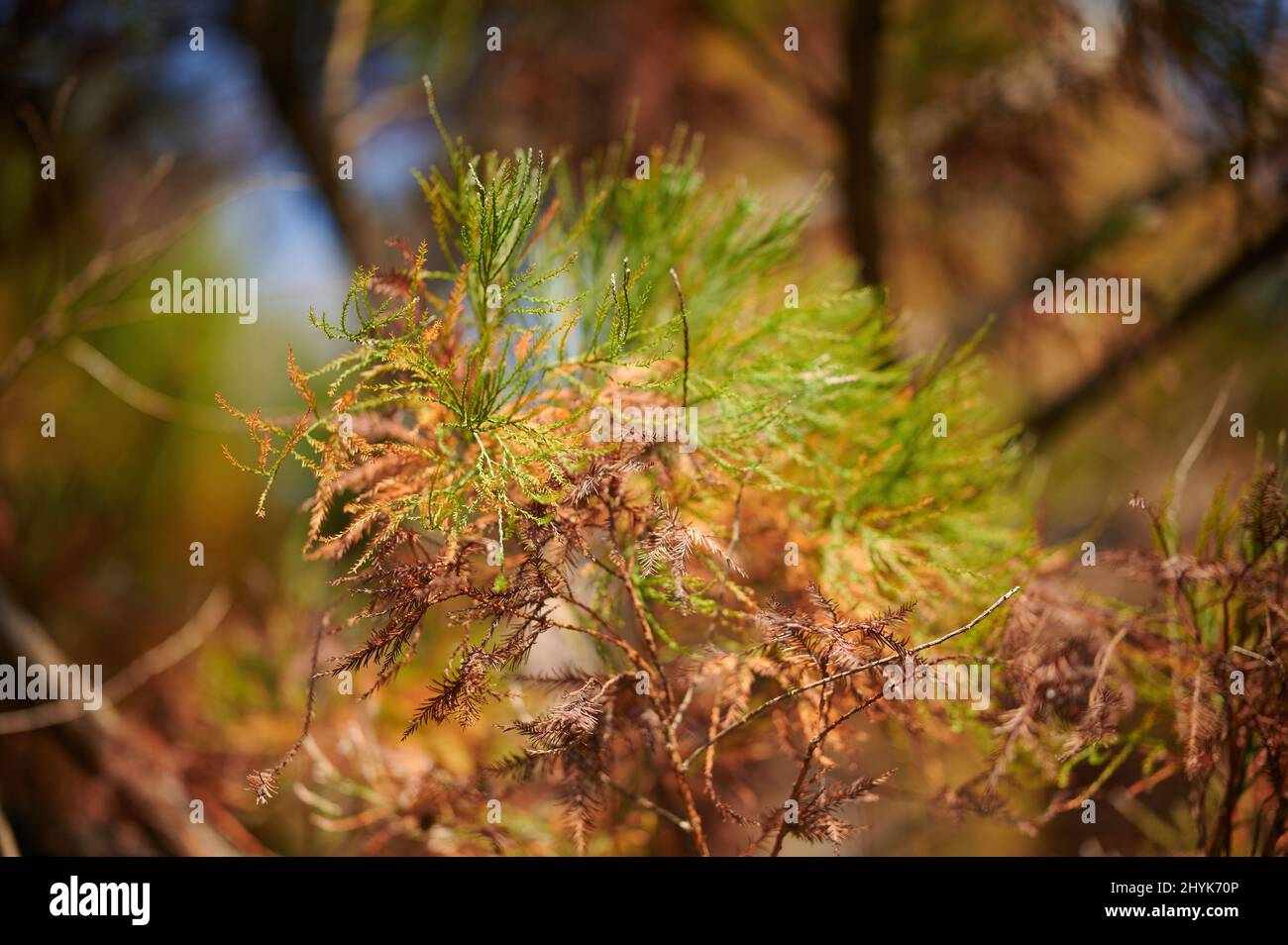 Closeup of Golden Bald cypress in Lau Shui Heung Reservoir, Hong Kong ...