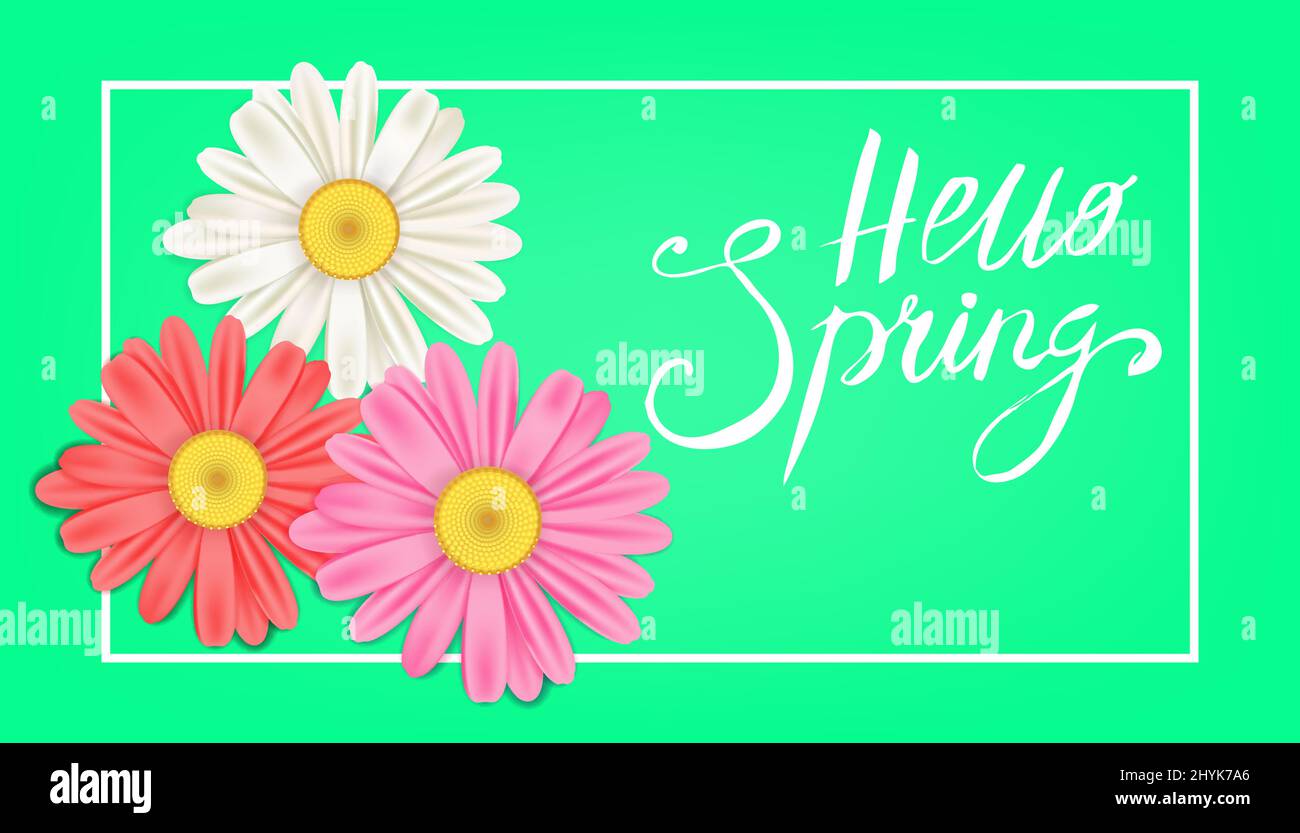 Hello Spring banner. Hand drawn lettering. Background with chamomile ...