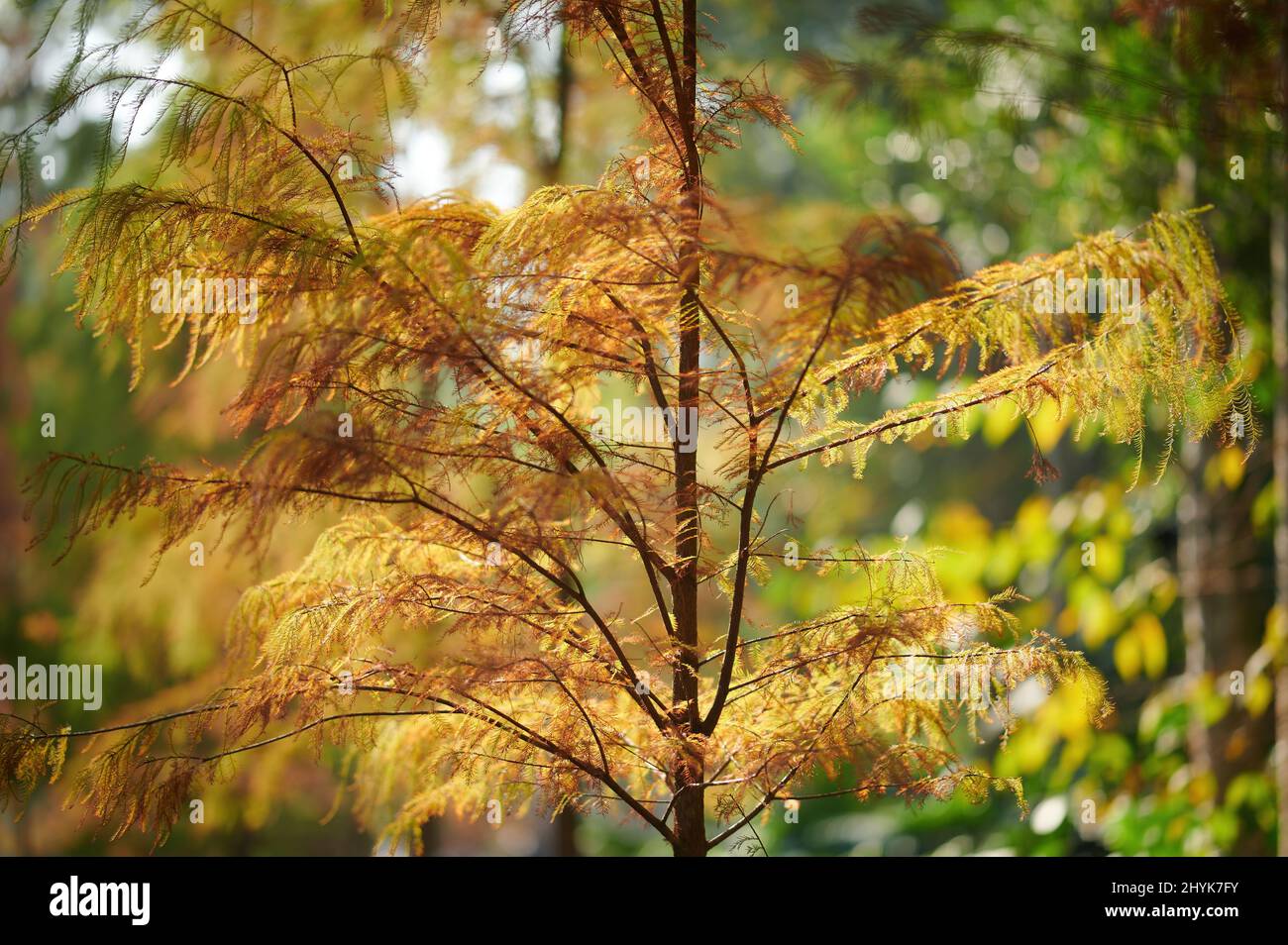 Closeup of Golden Bald cypress in Lau Shui Heung Reservoir, Hong Kong ...