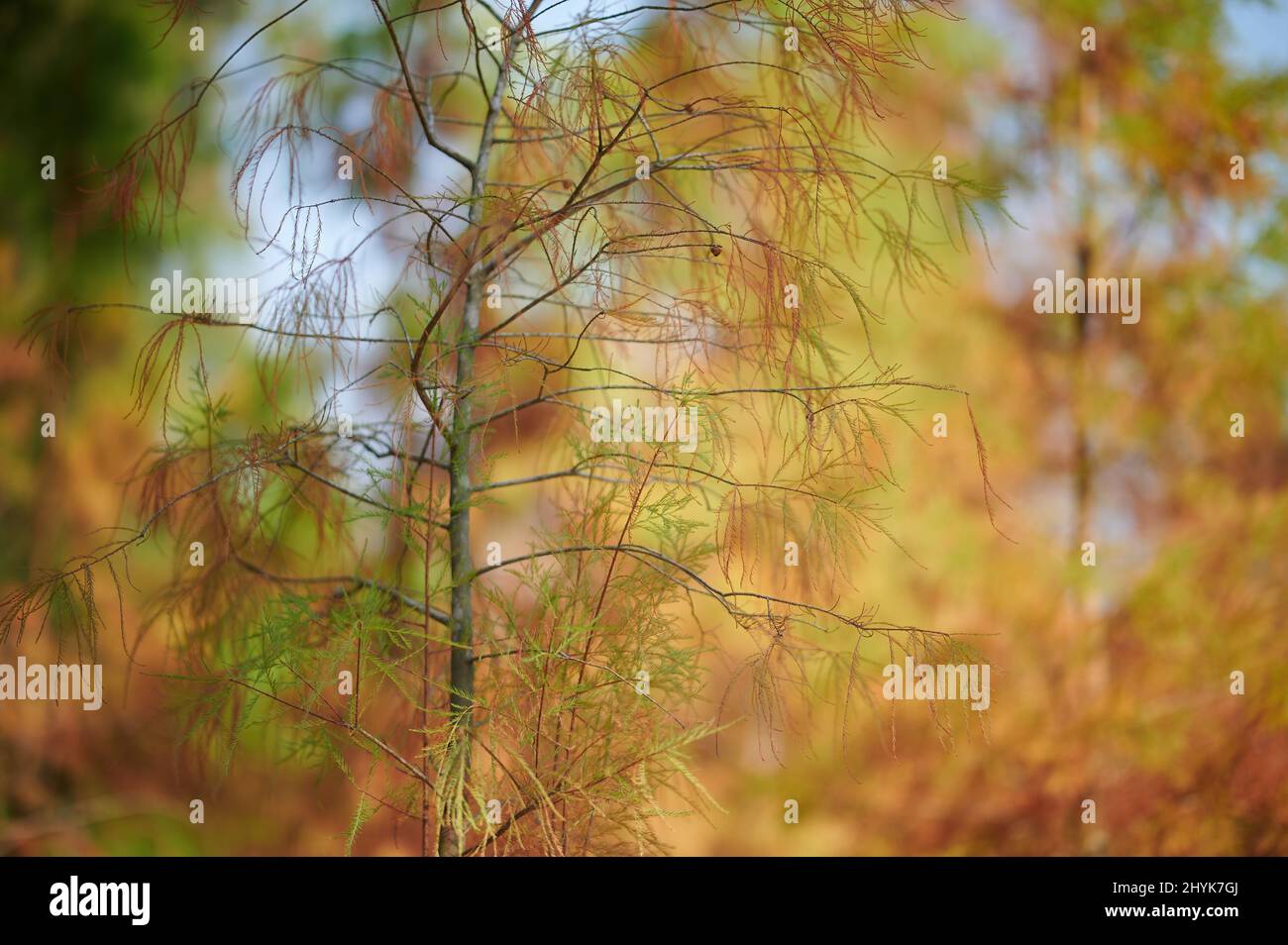 Closeup of Golden Bald cypress in Lau Shui Heung Reservoir, Hong Kong ...