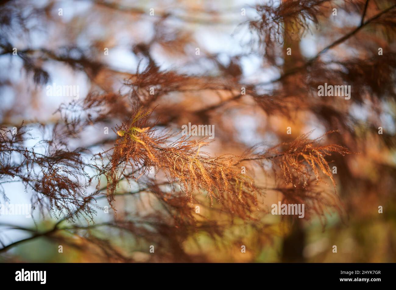 Closeup of Golden Bald cypress in Lau Shui Heung Reservoir, Hong Kong ...
