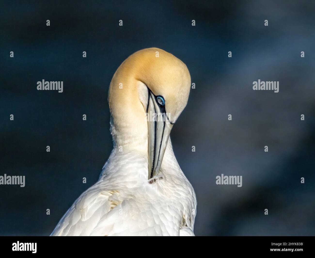 Gannets at Bempton Cliffs Stock Photo - Alamy