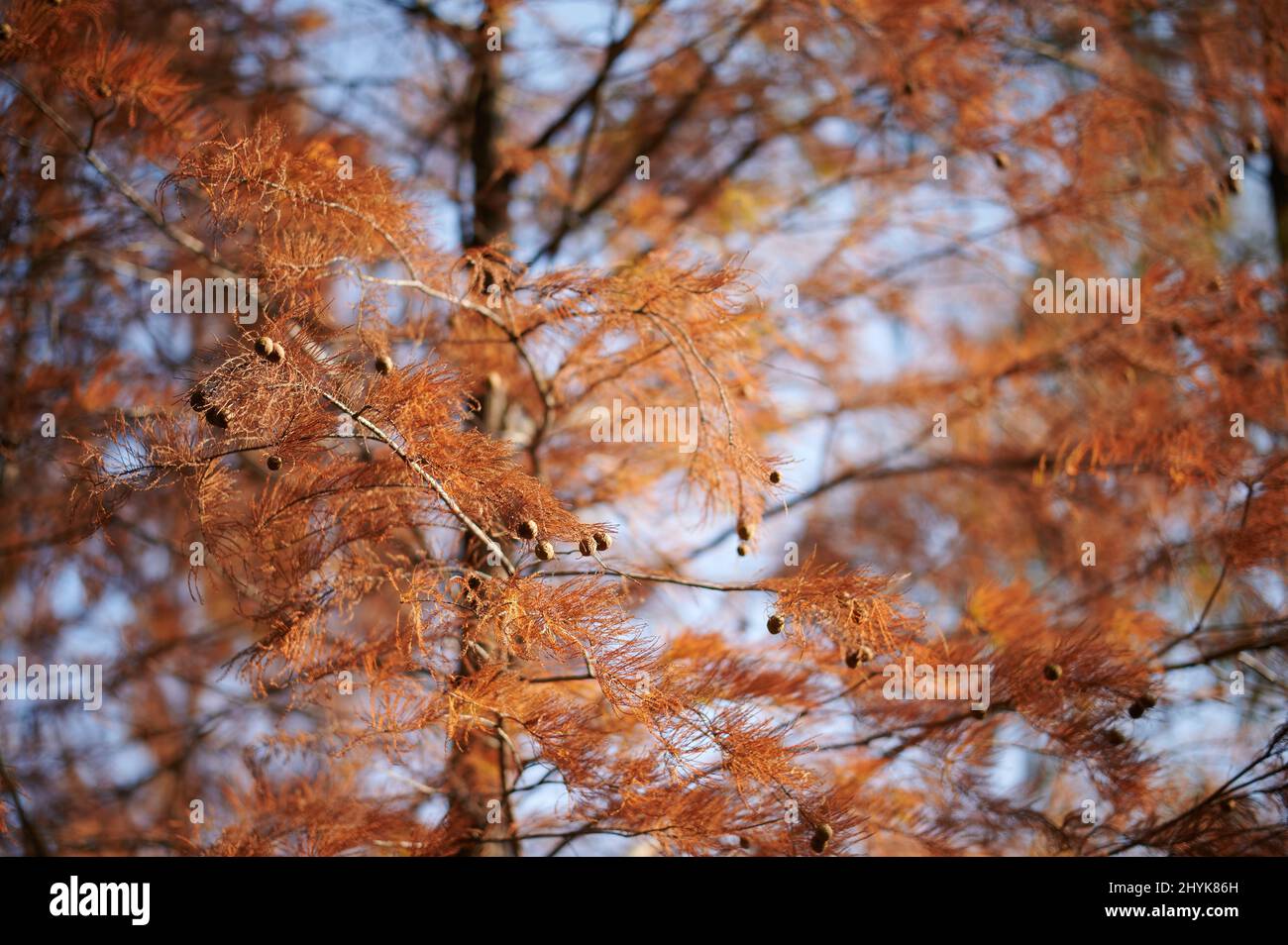 Closeup of Golden Bald cypress in Lau Shui Heung Reservoir, Hong Kong ...
