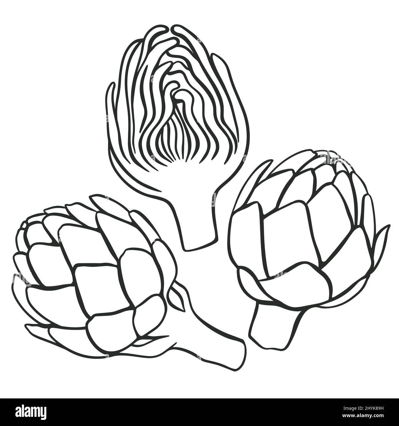 Artichoke several fruits sketch vector illustration. Vegetable ...