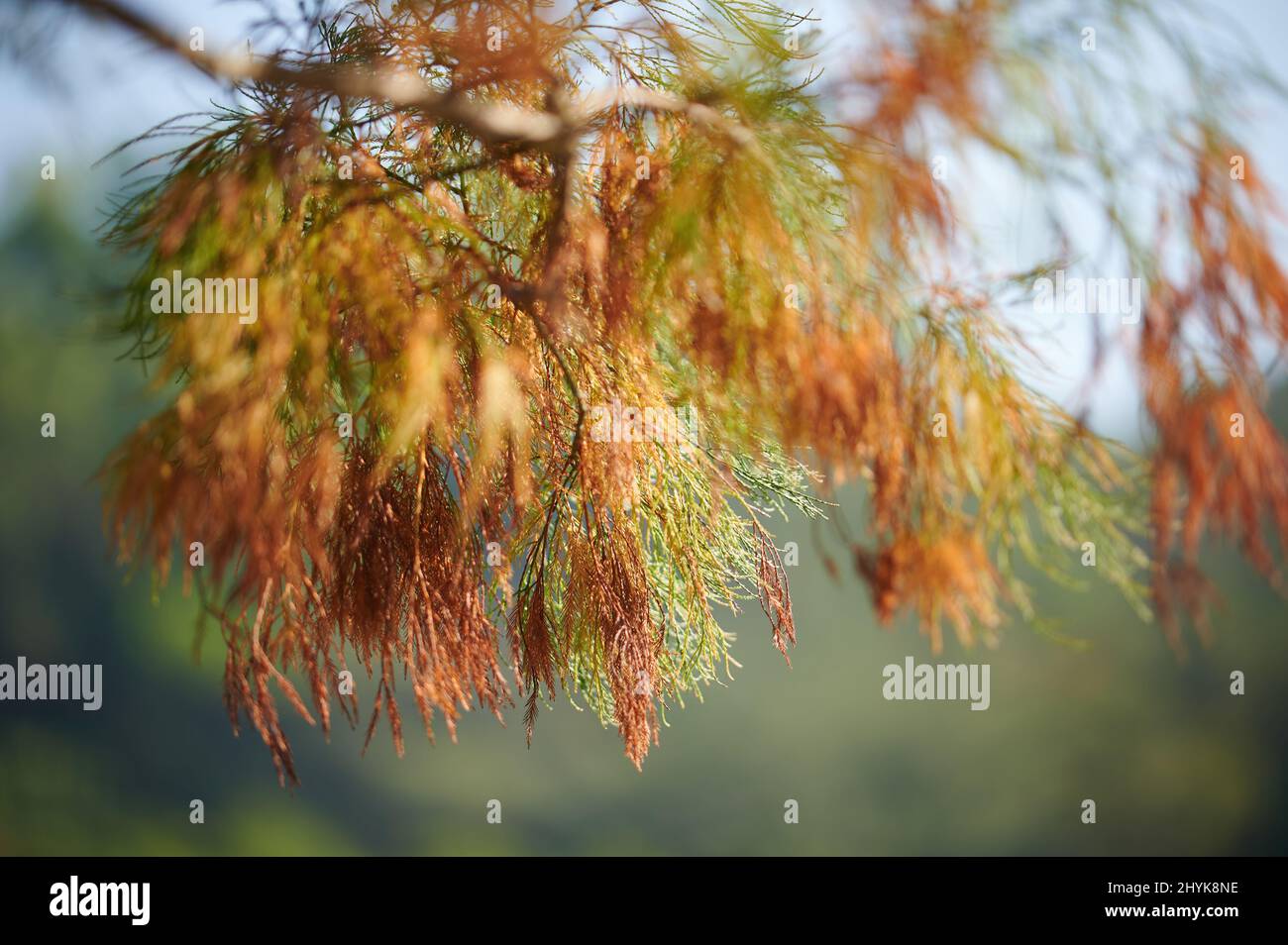 Closeup of Golden Bald cypress in Lau Shui Heung Reservoir, Hong Kong ...