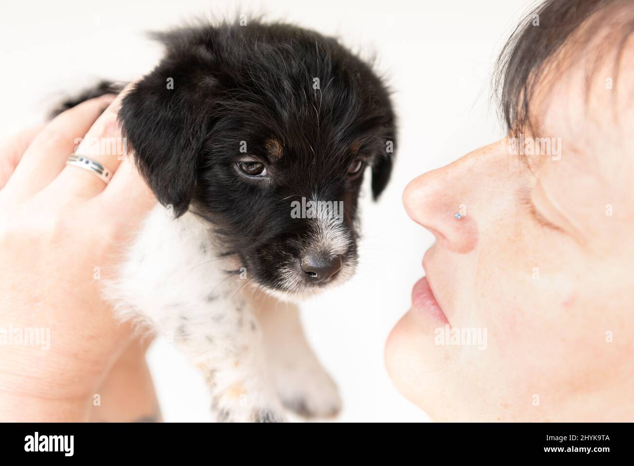 Friendship between owner and his baby Jack Russell Terrier puppy dog ...