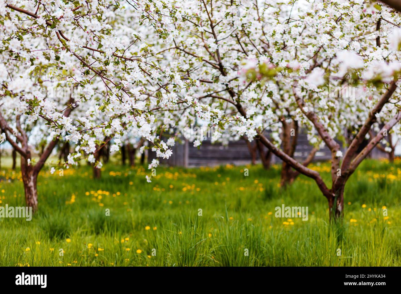 Blossoming apple orchard in spring. Ukraine, Europe. Beauty world Stock ...