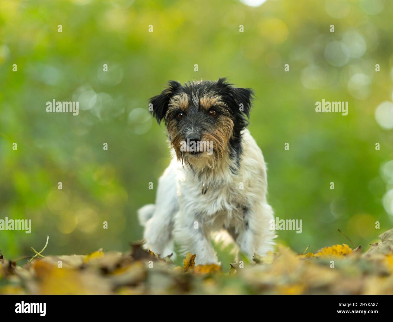 Beautiful active rough haired jack Russell terrier dog in autumn in ...