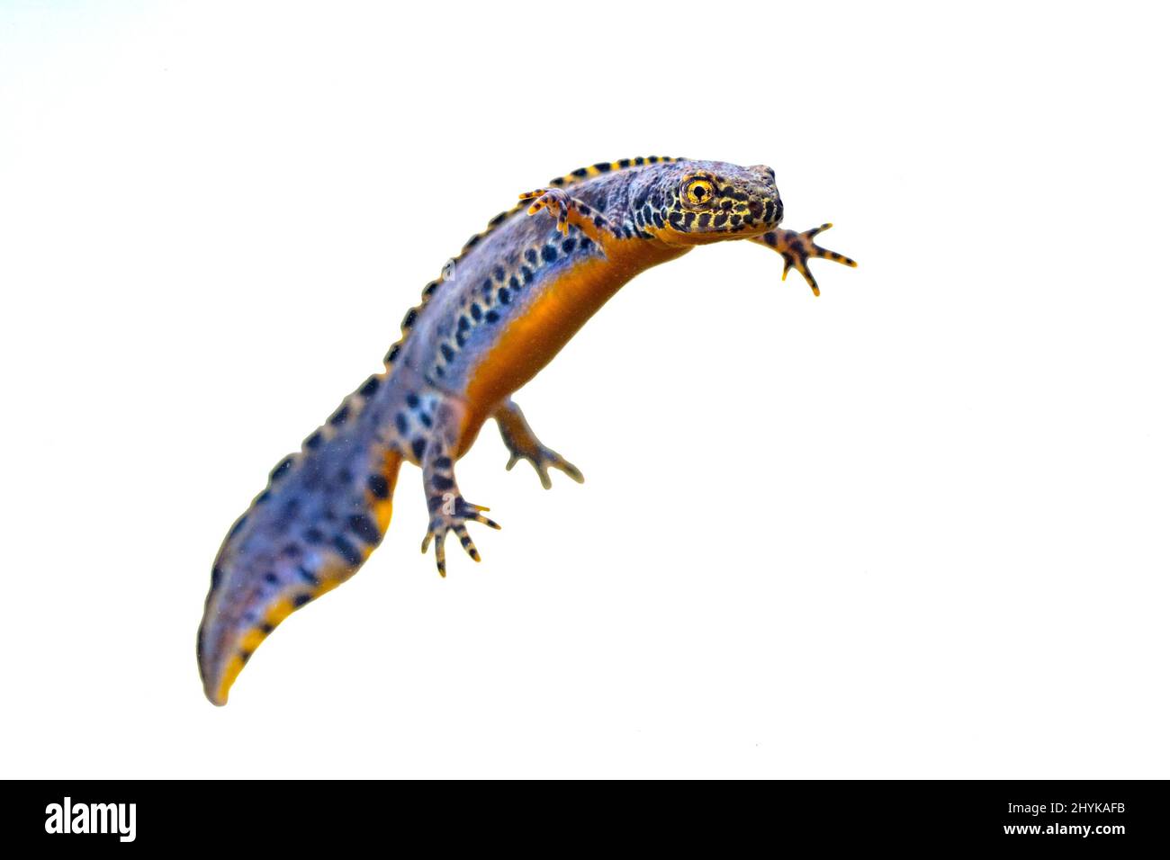 Alpine newt (Ichthyosaura alpestris) colorful male aquatic amphibian ...