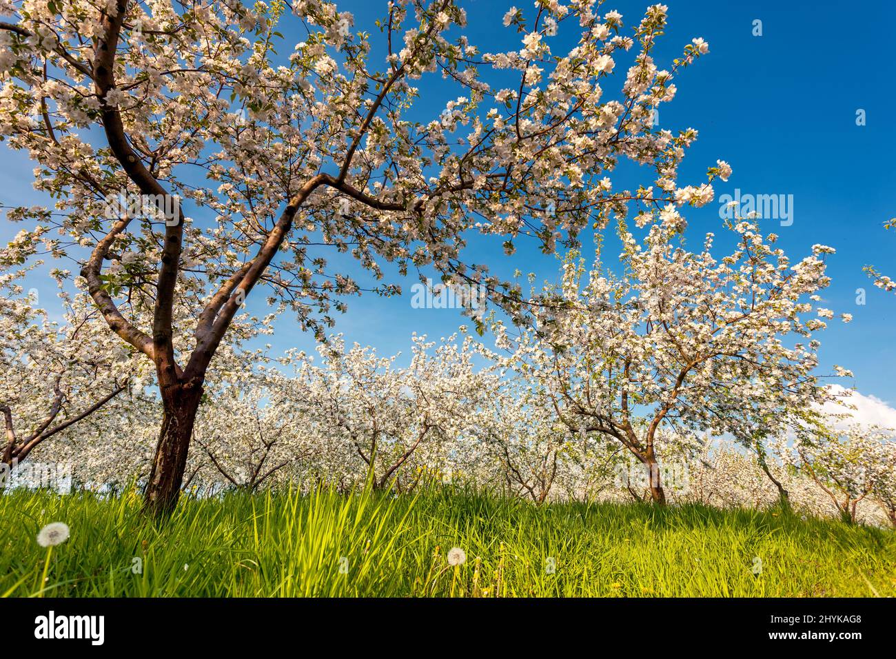Blossoming apple orchard in spring. Ukraine, Europe. Beauty world Stock ...