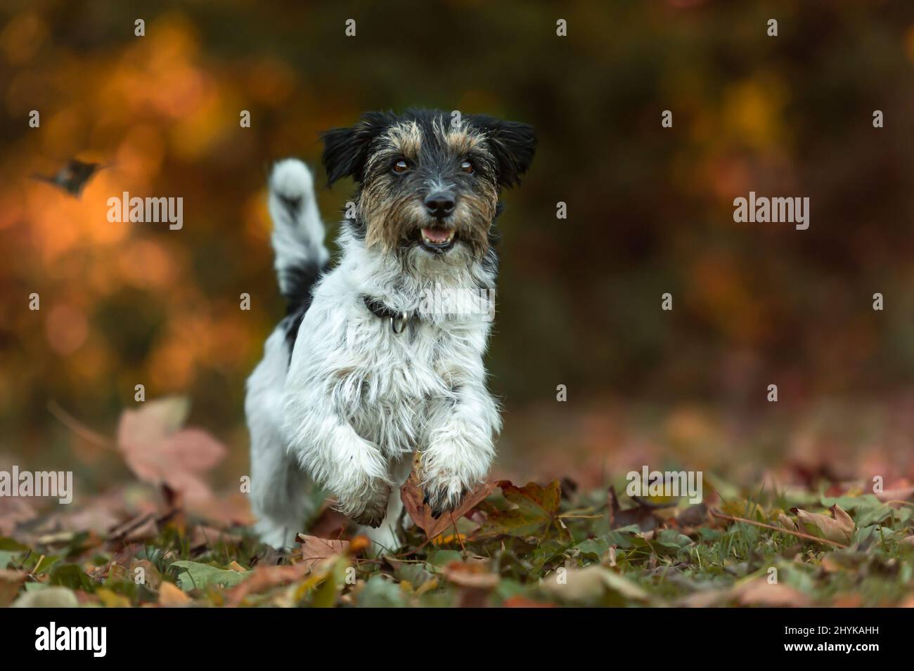 Beautiful active rough haired jack Russell terrier dog in autumn in ...