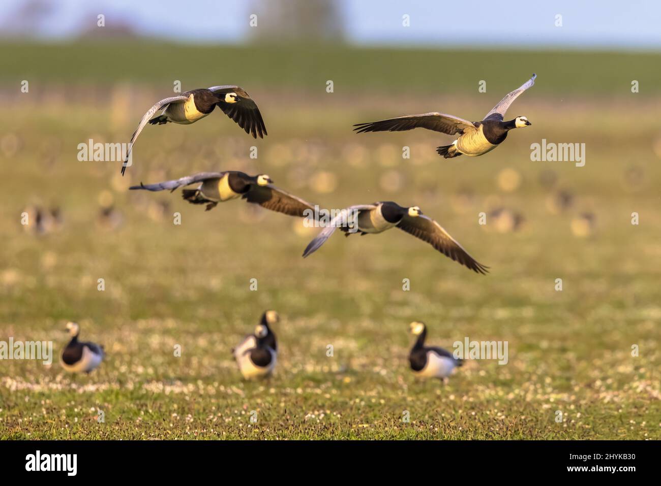 Group of Barnacle goose (Branta leucopsis) flying above grassland ...