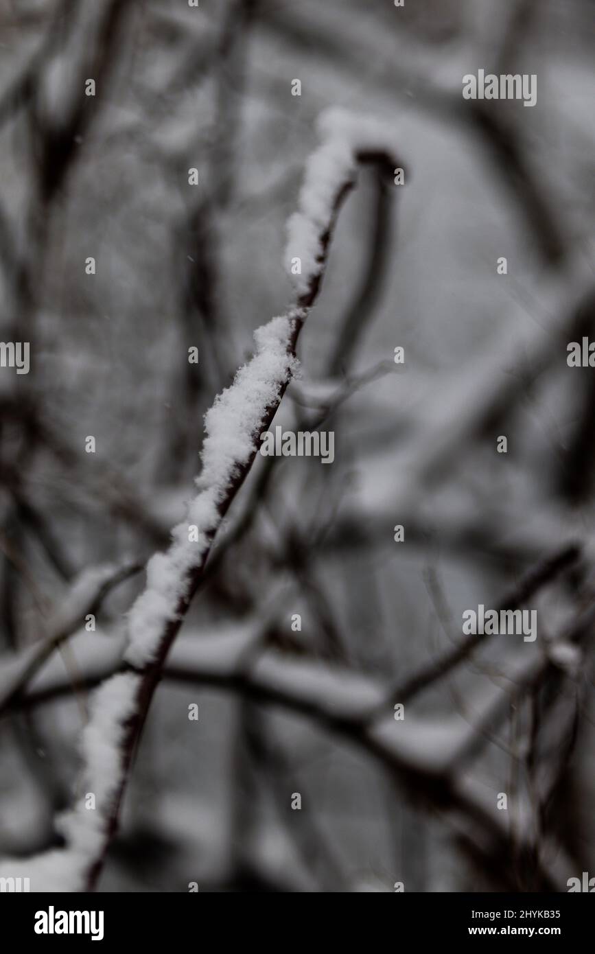 A vertical shot of thin branches of a tree covered with snow on a ...