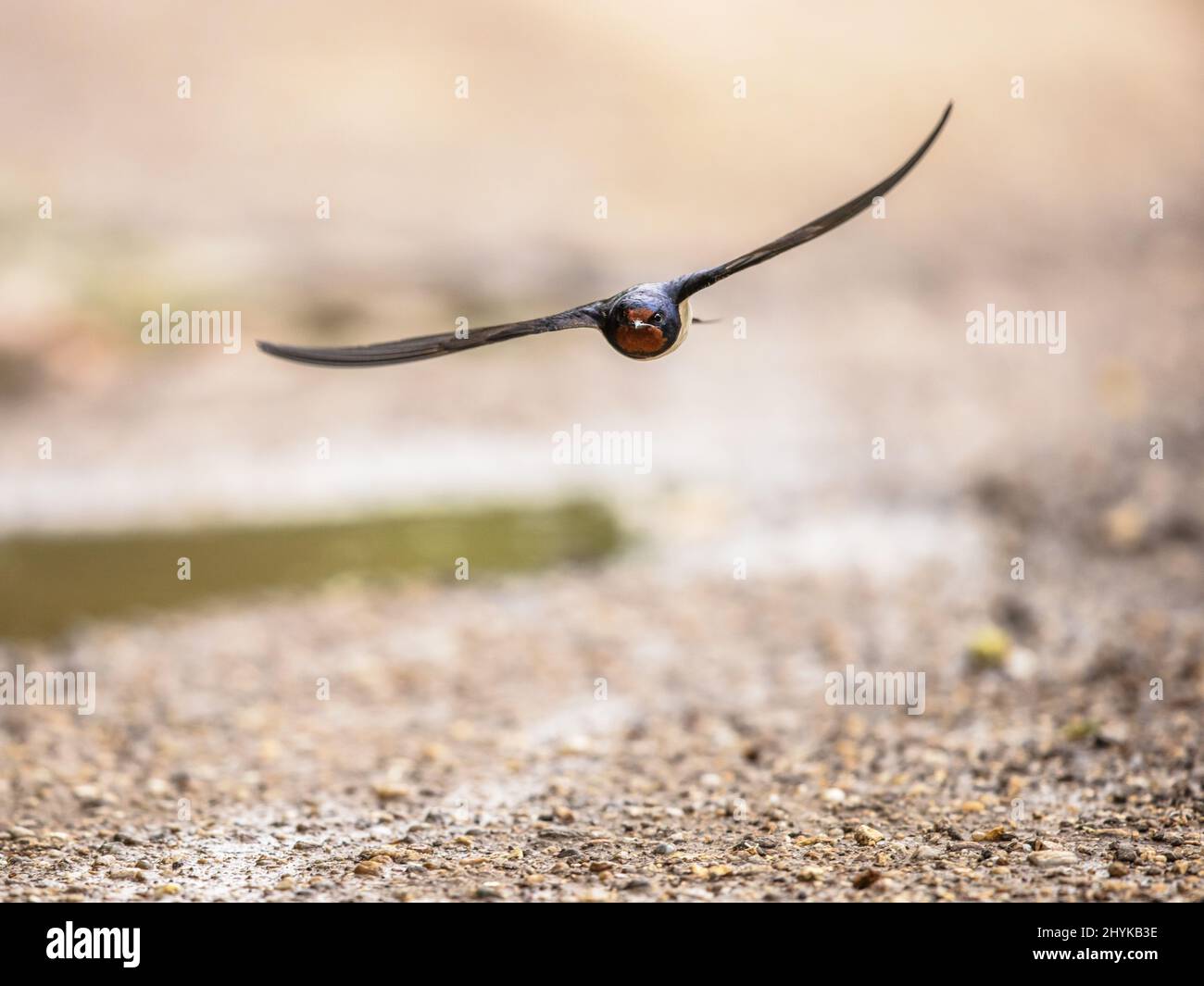 Barn swallow (Hirundo rustica) bird flying above gravel road on light ...