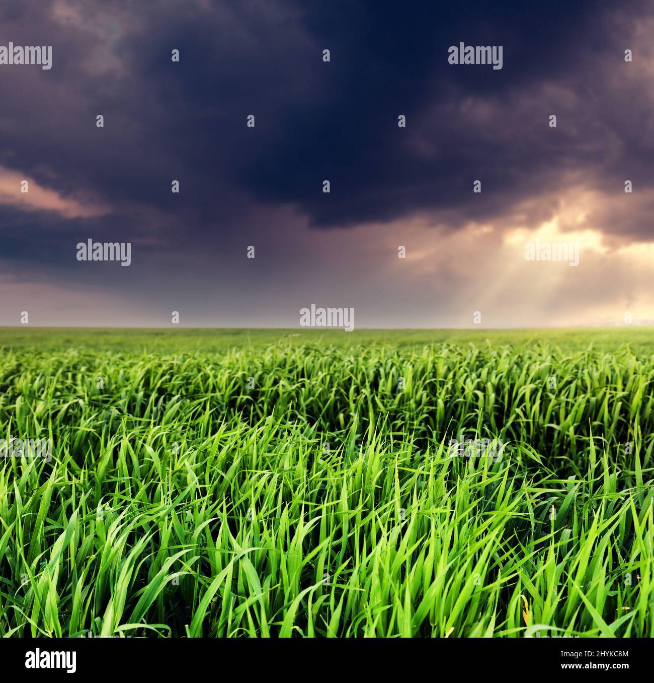 Fantastic green field at the dramatic overcast sky. Ukraine, Europe ...