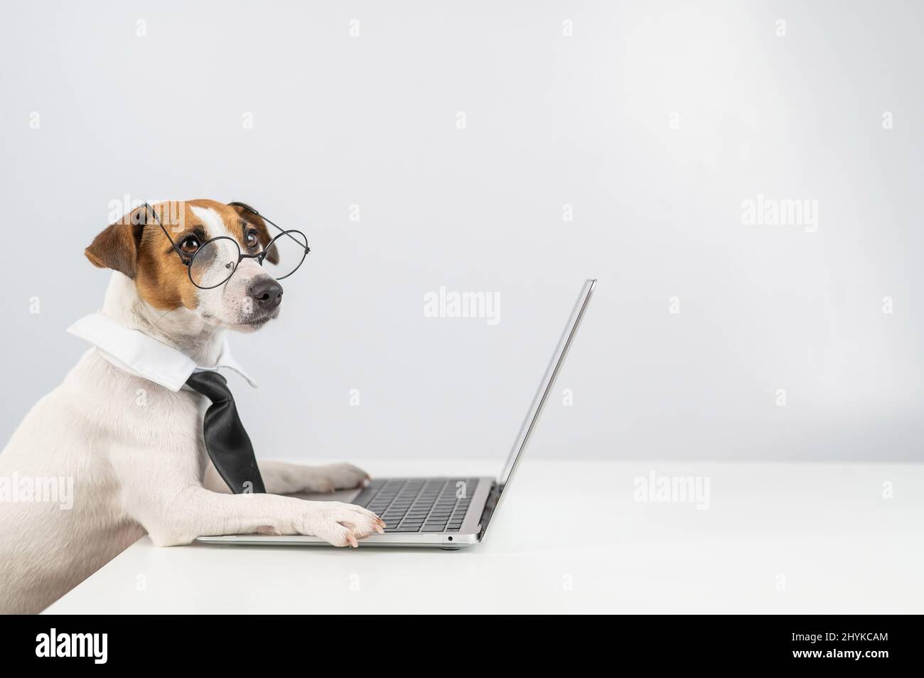 Jack russell terrier dog in glasses and tie works on laptop on white ...