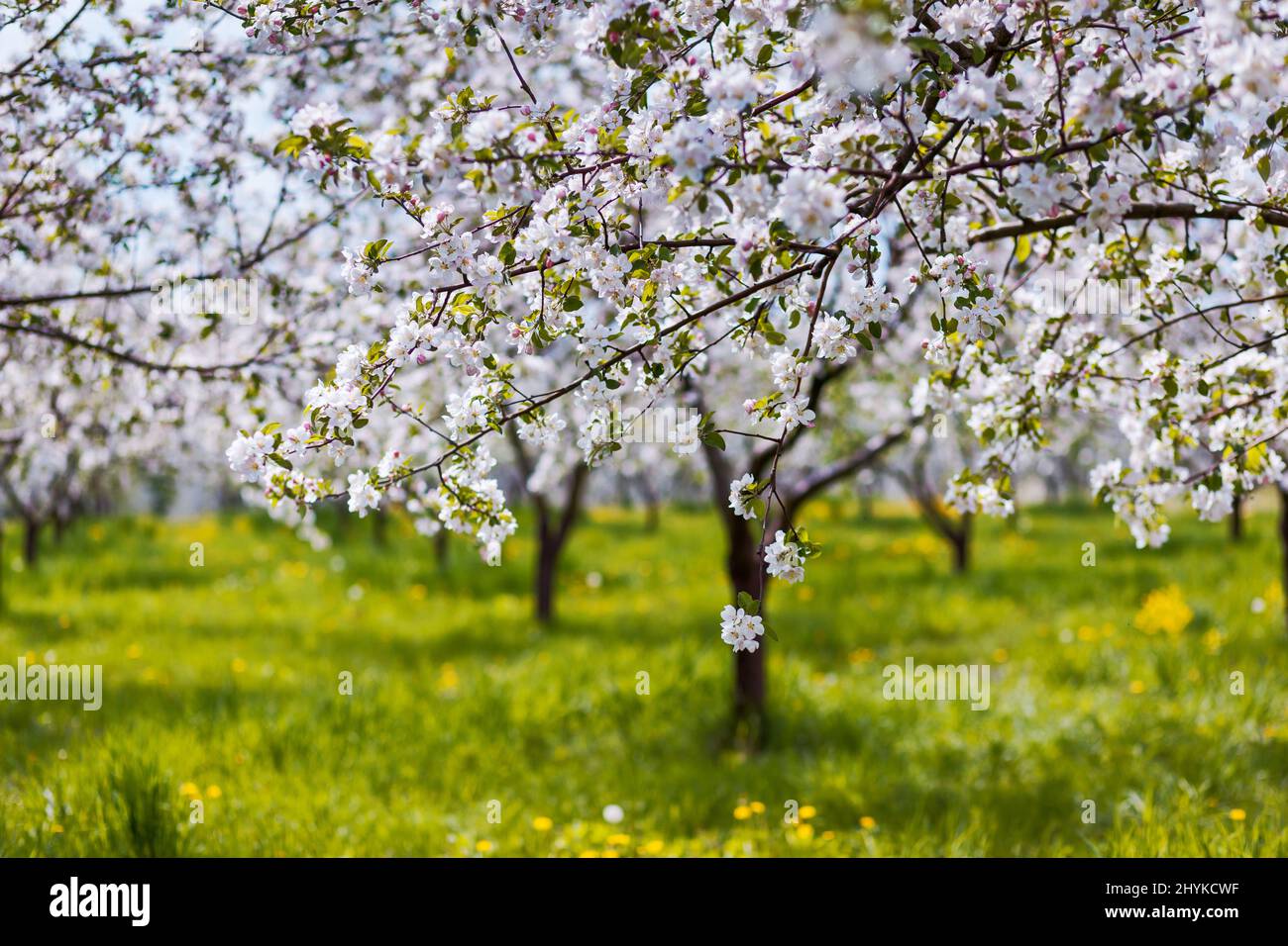 Blossoming apple orchard in spring. Ukraine, Europe. Beauty world Stock ...