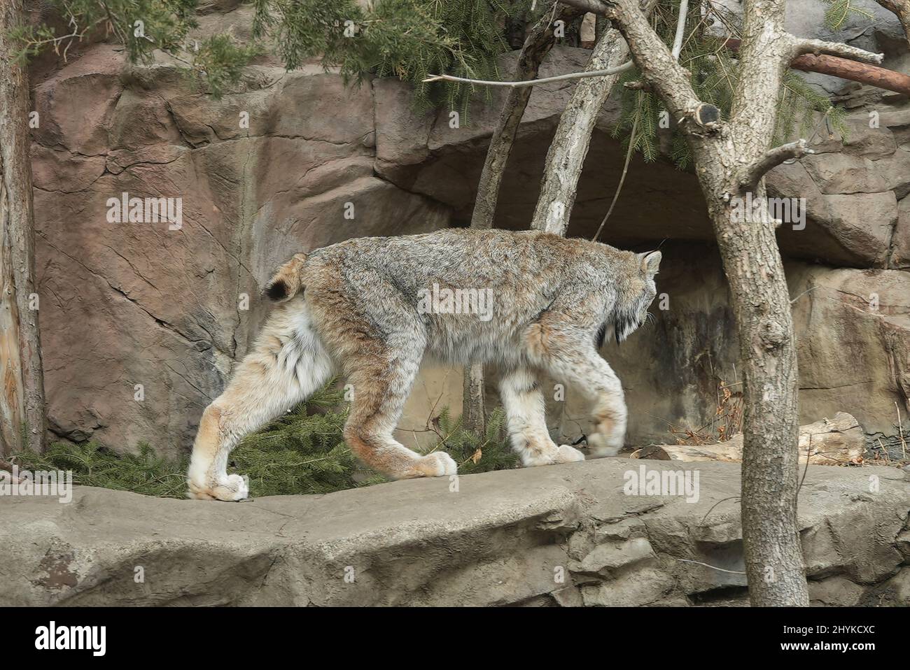 Animals waking up in the spring time from the Minnesota Zoo Stock Photo ...