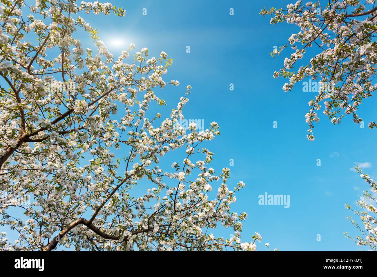 Pink cherry trees orchard hi-res stock photography and images - Alamy