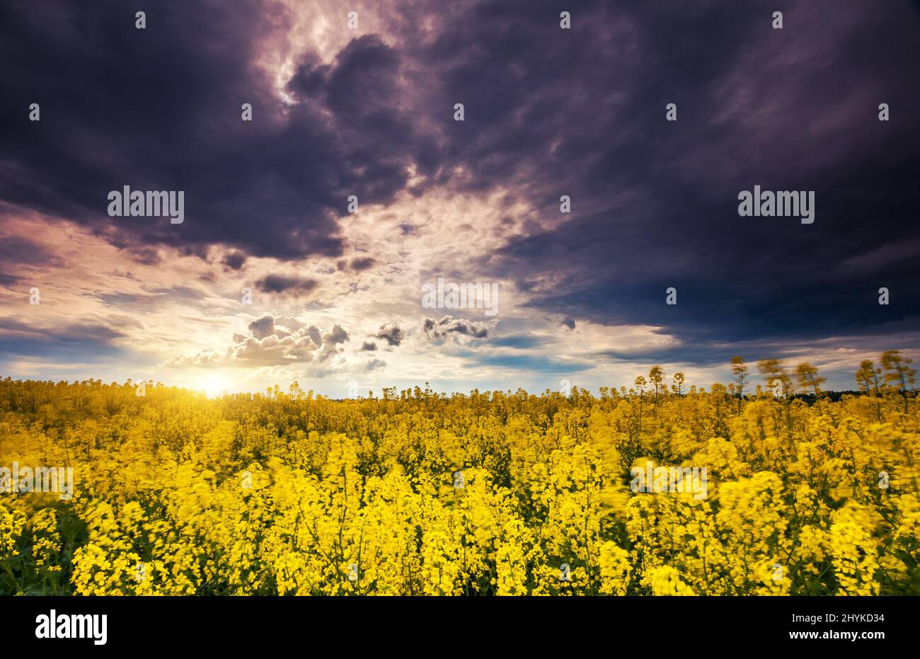 Fantastic field at the dramatic overcast sky. Dark ominous clouds ...