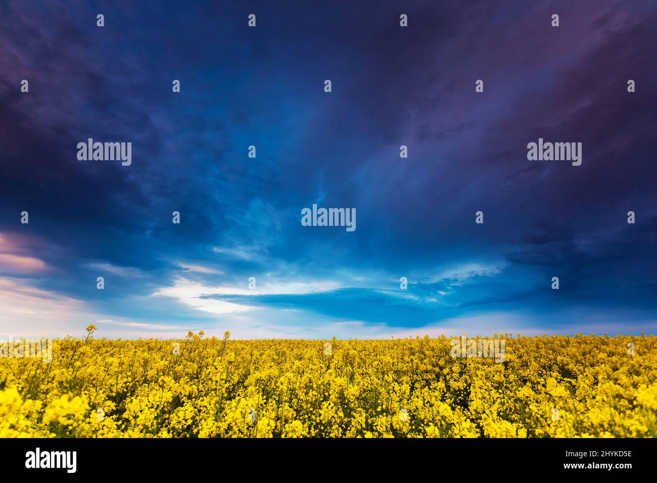 Fantastic field at the dramatic overcast sky. Dark ominous clouds ...