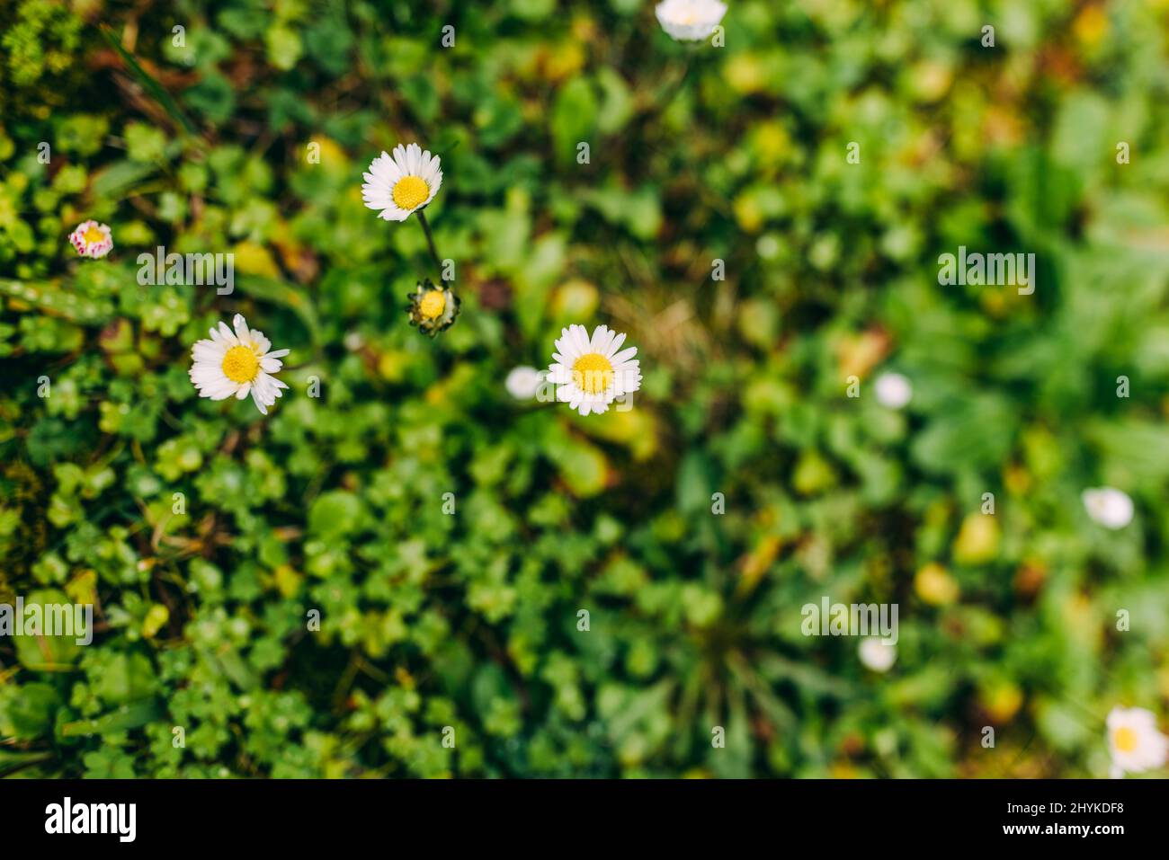 Beautiful view of small daisies against bushes Stock Photo - Alamy