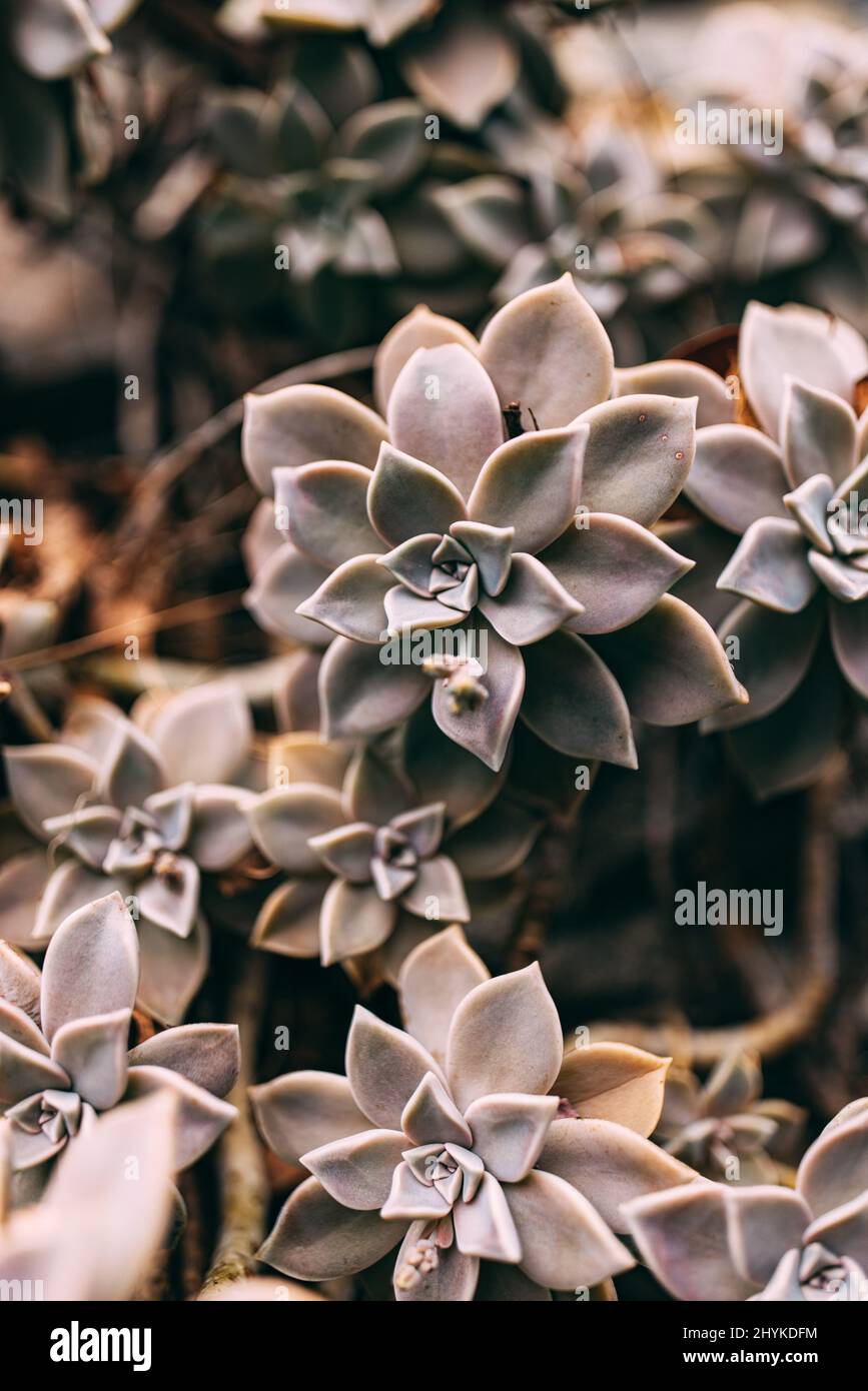 Vertical shot of ghost plants growing in the garden Stock Photo - Alamy