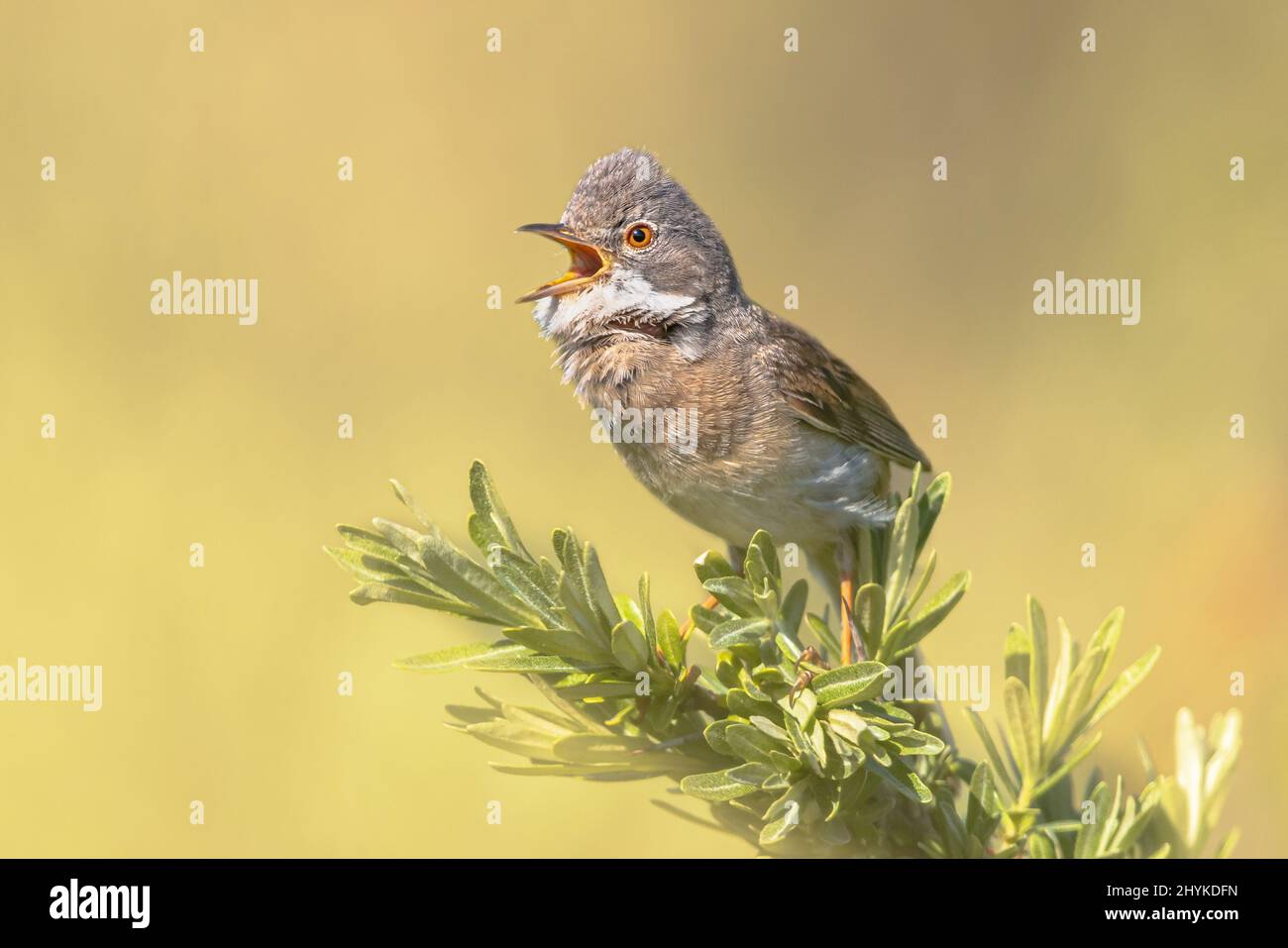 Greater Whitethroat (Curruca communis) is a common and widespread ...