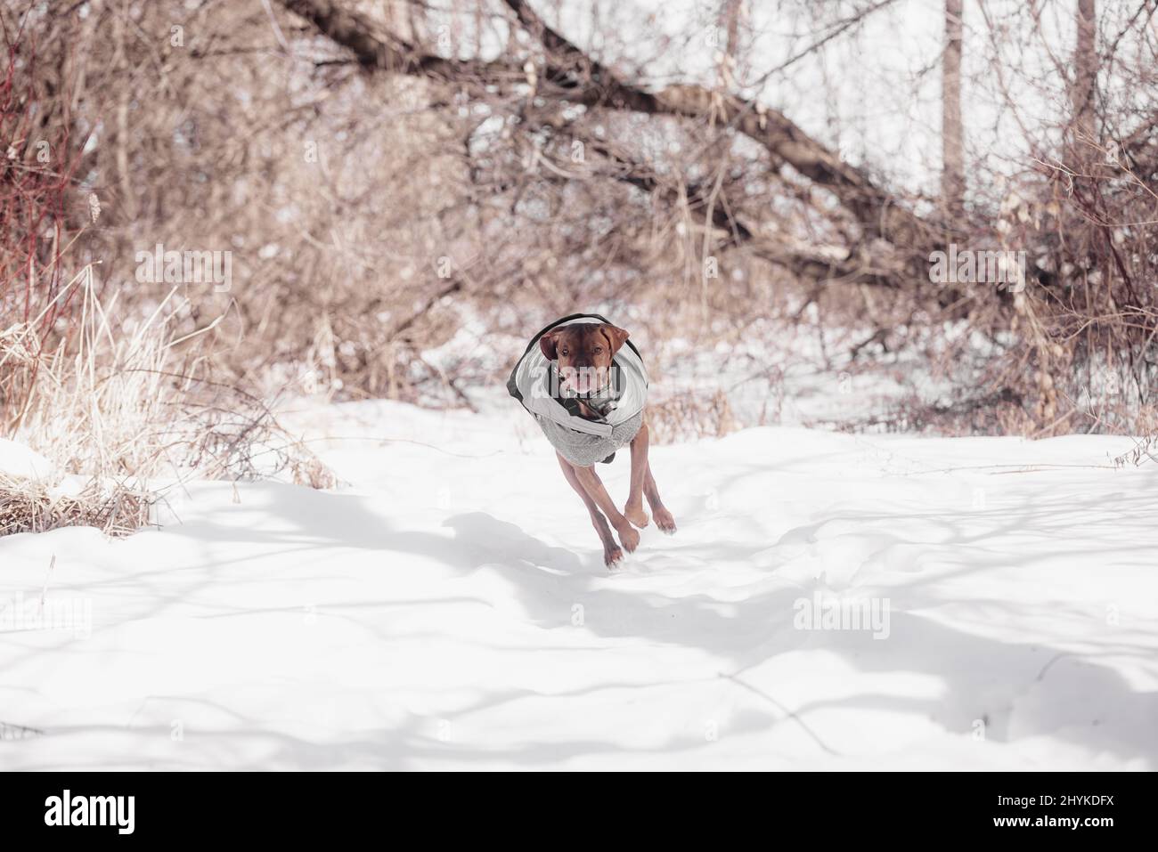 Angry brown dog rushing on the snow on snowy winter forest background ...